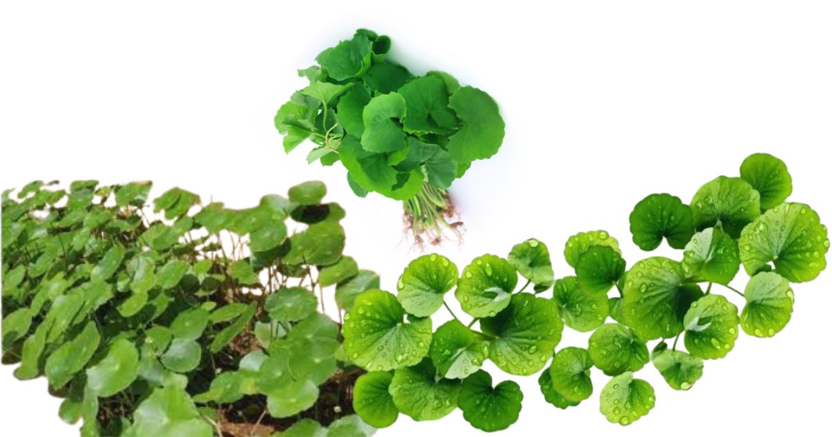 15 Benefits Of Brahmi Plant Leaves Vati स्ट्रेस से छुटकारा (2025)