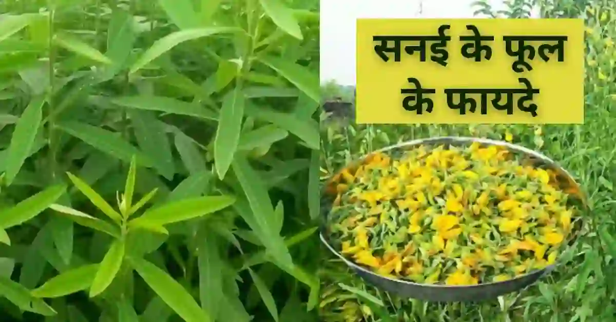 सनई के फूल के फायदे फैट, शुगर, हार्ट | Sanai Ke Phool Ki Sabji के अद्भुत फायदे जरूर जानना चाहिए!